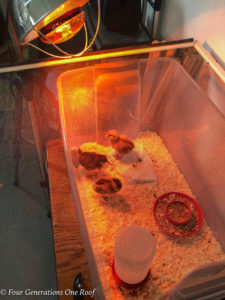 Chicken Brooder Tote Box in my bathroom - Four Generations One Roof Blog
